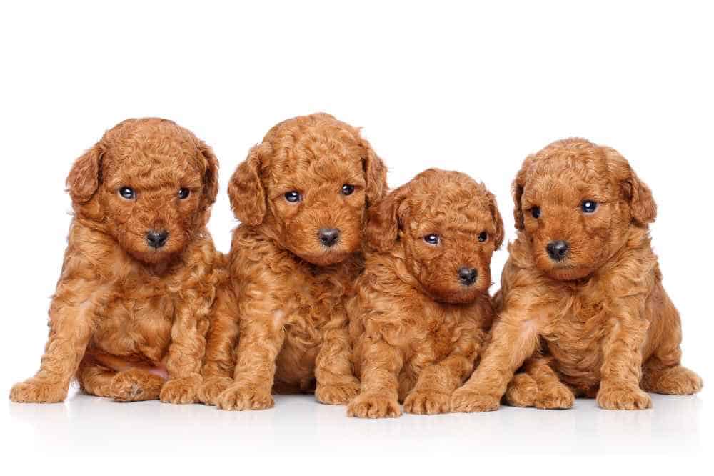 Pudel (Hunderasse) - unter Kennern ein Geheimtipp