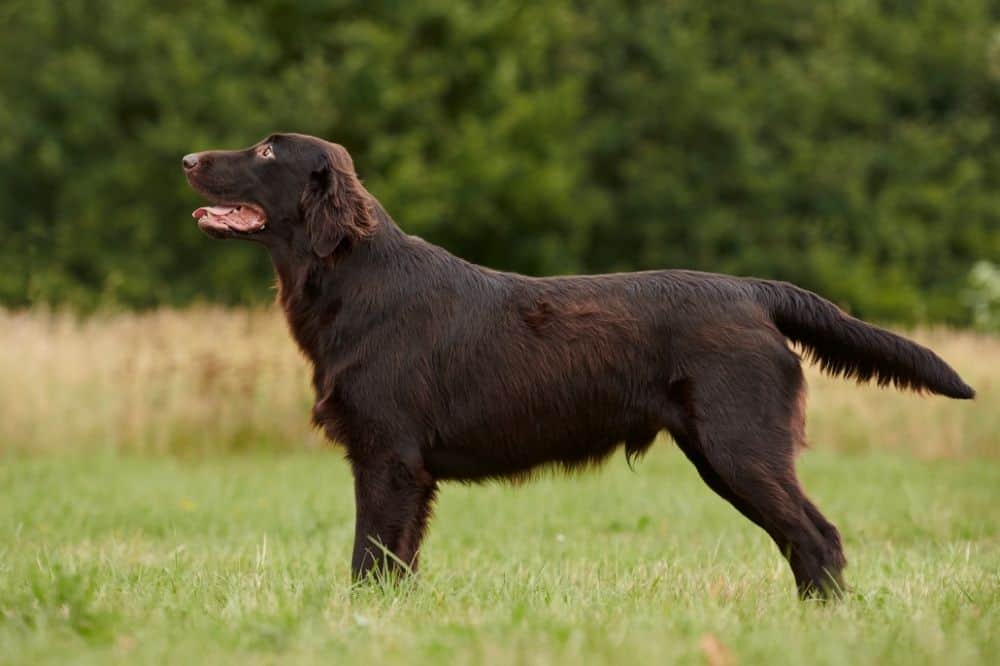 Flat Coated Retriever (Hunderasse) - dieHundezeitung.com