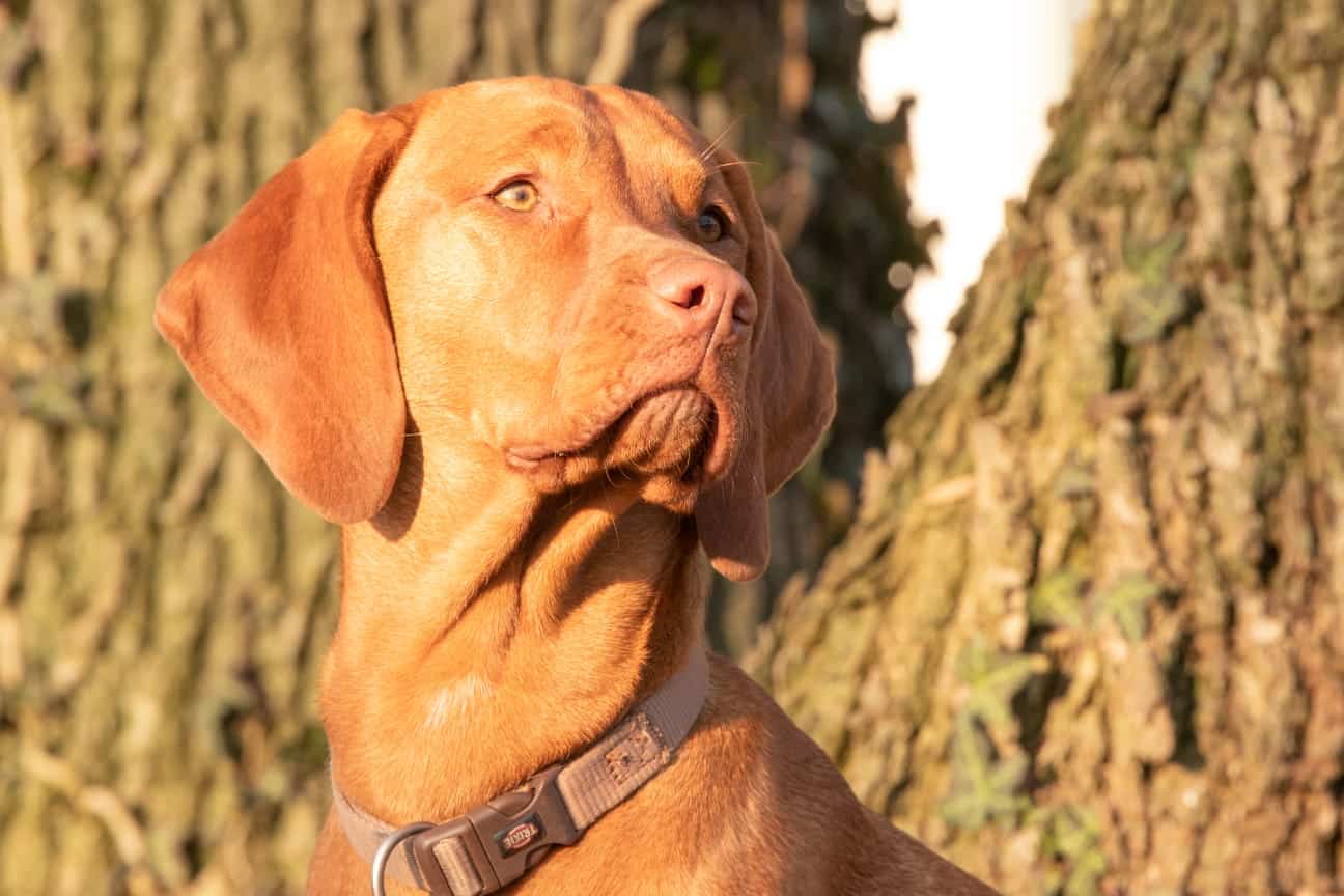 Magyar Vizsla (Hunderasse) - smart und herzlich