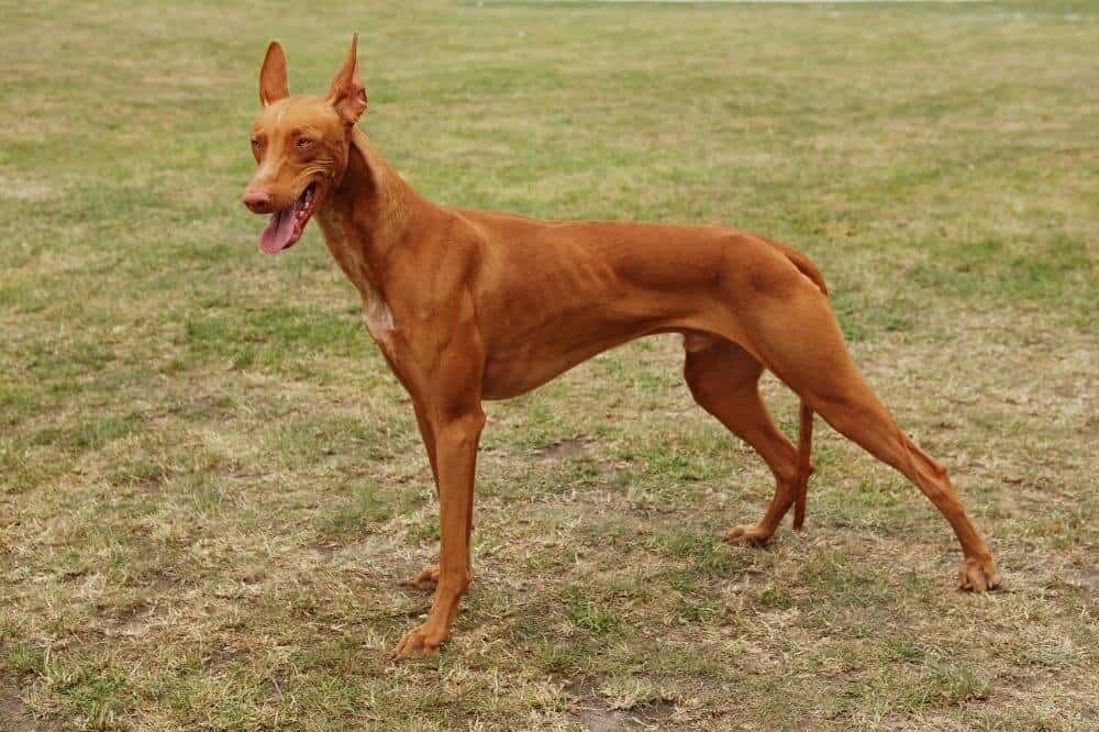 Pharaonenhund (Hunderasse) - wachsam und königlich