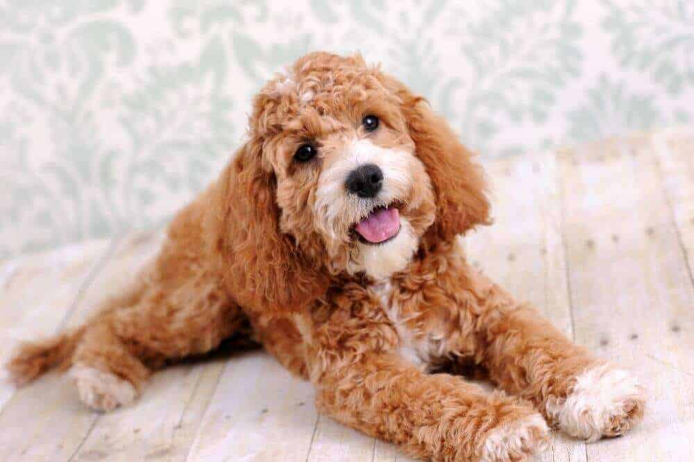 Cockapoo (Hunderasse) - Pudel meets Cocker Spaniel