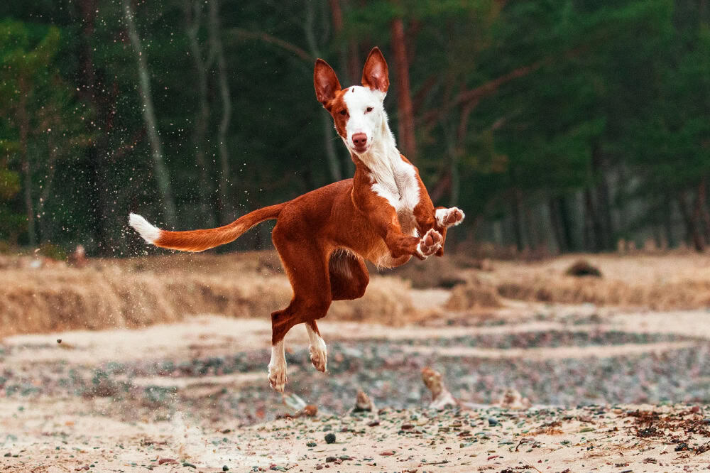 Podenco Ibicenco (Hunderasse) - ein eleganter Jäger