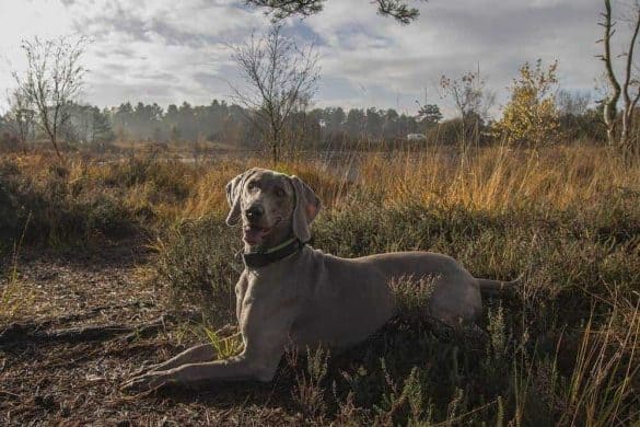 Die 10 beliebtesten Jagdhunderassen - dieHundezeitung.com