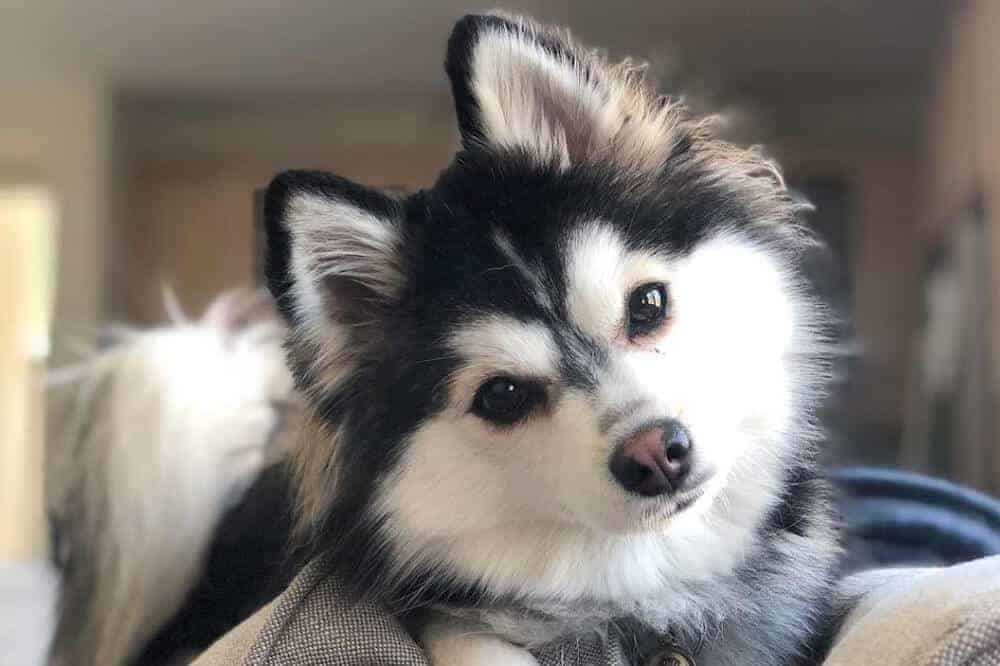 Pomsky - der Zwergspitz-Husky-Hybrid aus den USA